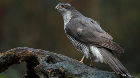 10 Stealthy Predators Hunting Hawks In The Wild