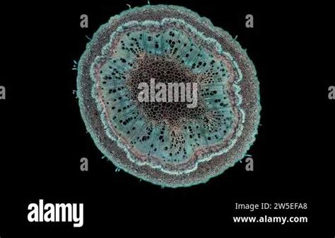 Eucalyptus Annual Stem Cross Section Cut Under The Microscope