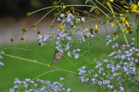 All Fields Plant Search North Carolina Native Plant Society