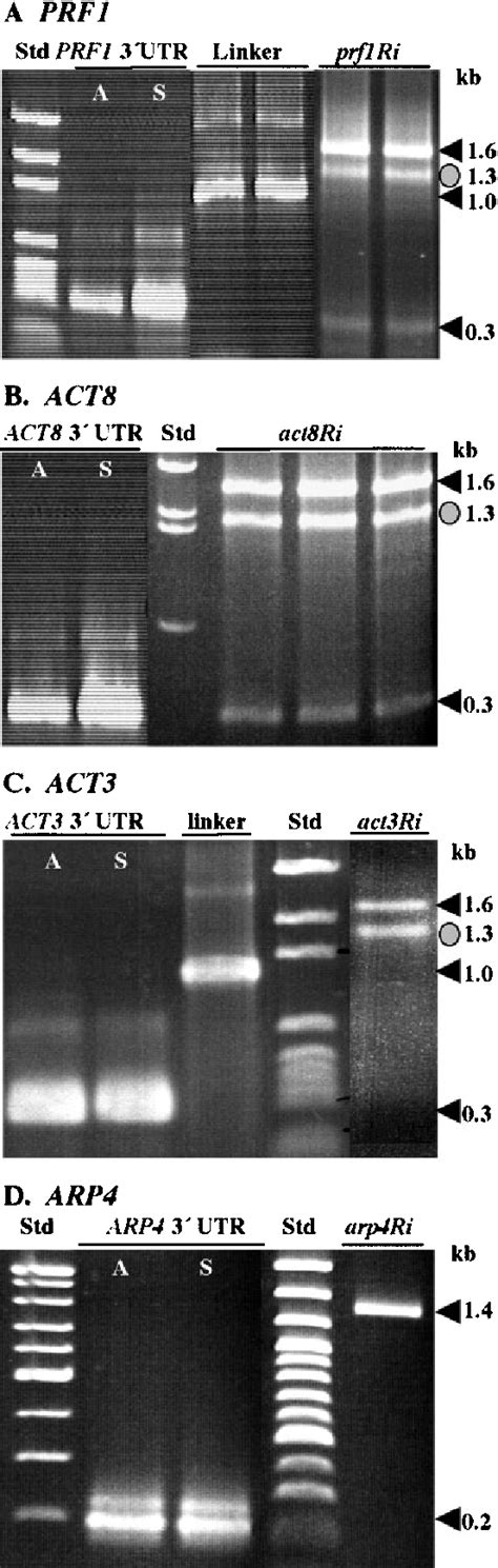 Ir Pcr Assembly Of Constructs Targeting Four Genes The Pcr