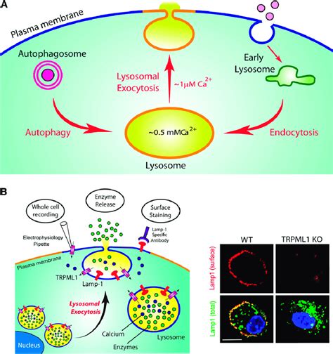Acid Phosphatase Detection In Lysosom