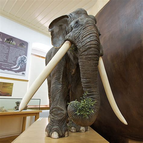 North African Elephant Extinct