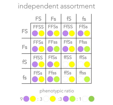 Independent Assortment Punnett Square
