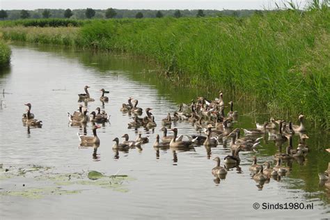 Grauwe Gans Sinds1980 Nl