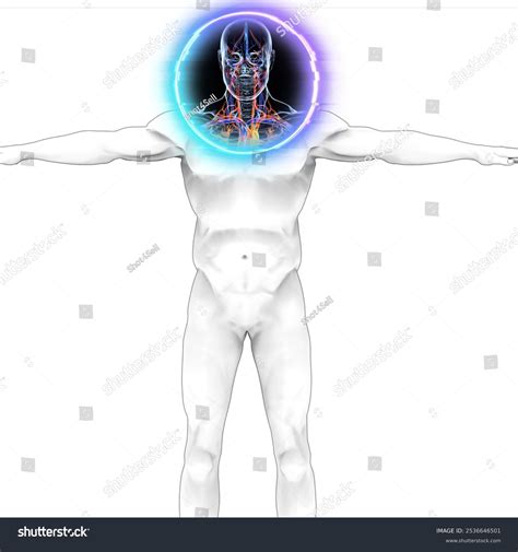 Human Brain Blood Vessels Anatomy Medical Stock Illustration 2536646501