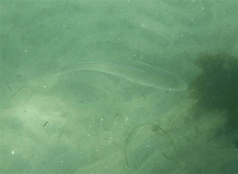 California Corbina China Cove Organisms · Inaturalist
