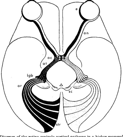 Visual Cortex Semantic Scholar
