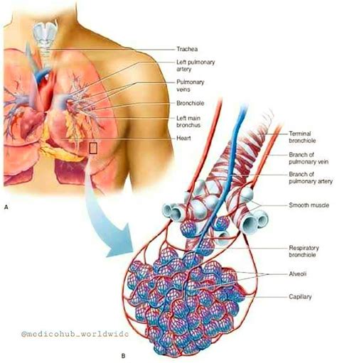 Lung Parenchyma Lung Parenchyma Of Patient Image Eurekalert Science News Releases We Did Not