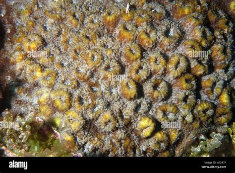 Hard Coral Favia Sp Jaboan Rongelap Atoll Marshall Islands Micronesia