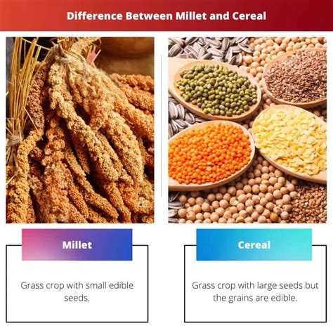 Millet Vs Cereal Difference And Comparison