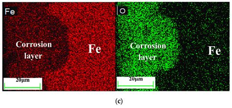 Sem And Edx Observed The Cross Section Of The Sample Corroded For 8 H