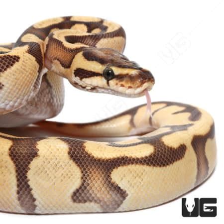 Baby Ball Pythons For Sale Underground Reptiles