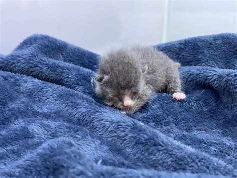 러시안블루 혼종 애기 보더콜리분양가격 프렌치불독분양가격 빠삐용분양가격 파피용분양가격 사모예드분양가격 스피츠분양가격 시바견분양가격 시베리안허스키분양가격 시츄분양가격 요크셔