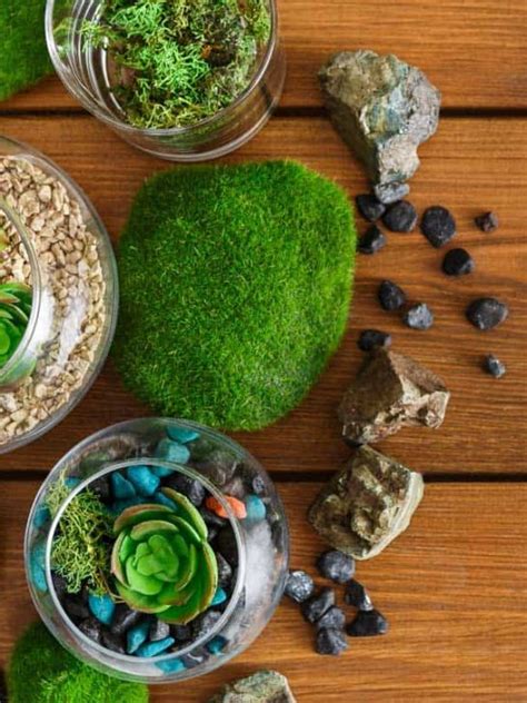 How To Grow Sphagnum Moss