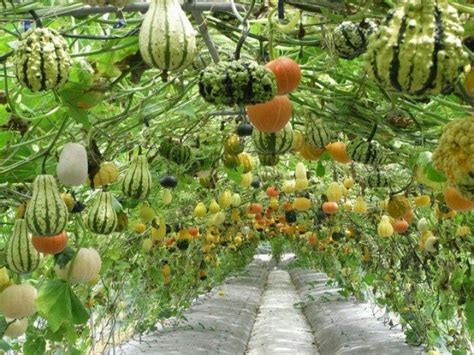 Melon Trellises Trellis Melons With Mesh Sling Plants Vertical
