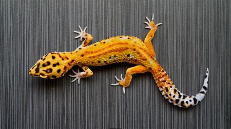 Geckos JB Leopard Geckos