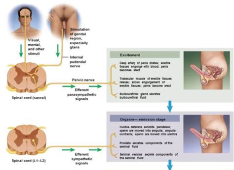 Exam Flashcards Quizlet