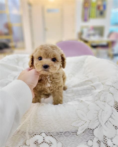 싸개싸개 무료강아지분양사이트