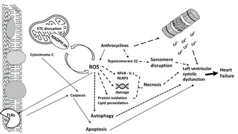 Anthracyclines Induced Cardiac Dysfunction What Every Clinician Should