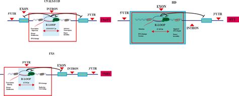 Role Of R LOOP In STR Expansion Disorder Pathogenesis This Figure Download Scientific Diagram