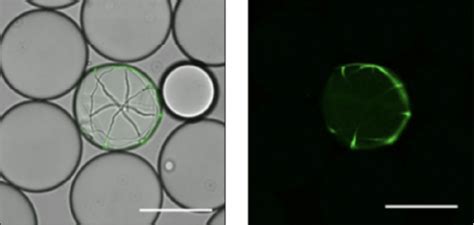 Droplet On Chip Biotechnologies