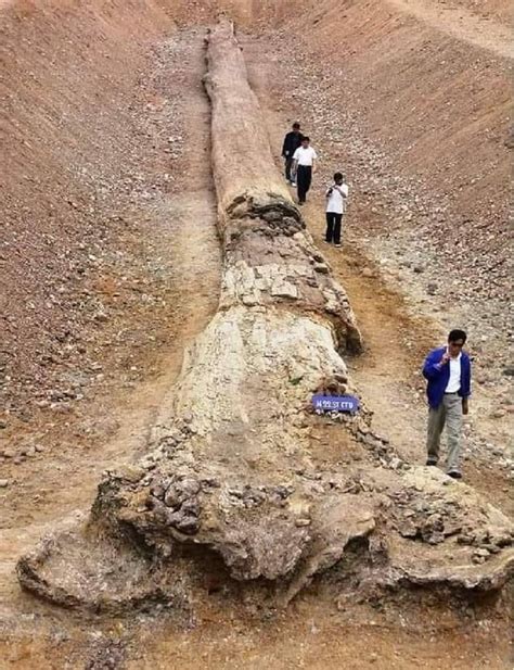 A Fossil Tree Was Found In Northern Thailand Measuring 240 Feet