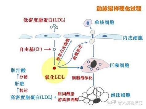 浅谈类固醇的副作用 知乎