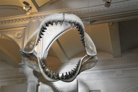 Megalodon Was Leaner Than Thought Amnh