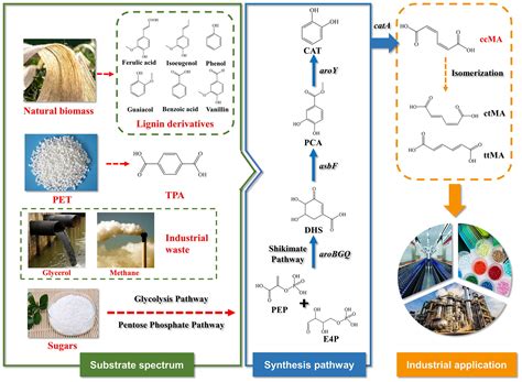 Current Status And Advances In The Green Synthesis Of Muconic Acid