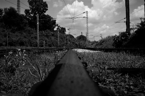 무료 이미지 나무 자연 검정색과 흰색 선로 화이트 사진술 햇빛 아침 저녁 반사 어둠 검은 단색화 농촌 지역 흑백 사진 우디 식물