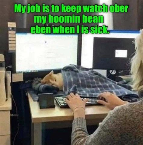 Top 25 Memes Of The Week Cheezburger Users Edition 174 Silly Cats