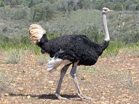 Brit Ish Birds Common Ostrich