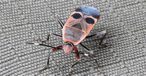 Birdwalkermonday 25 4 2024 Kanha Tiger Park India Gutta Bug