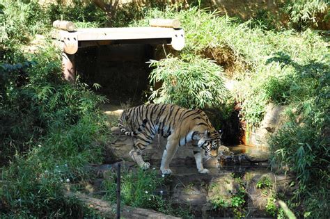多摩動物公園 観光 旅案内 たびあん