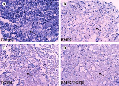 Histological Analysis Of Mscs Undergoing Chondrogenic Differentiation