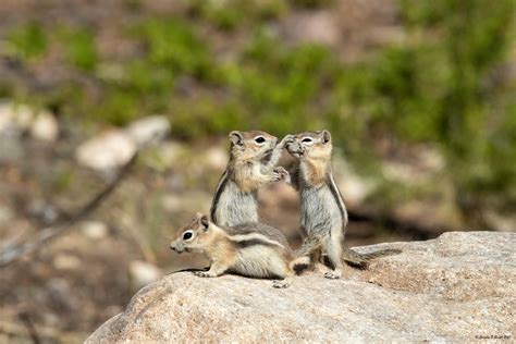 Nature And Wildlife Photography Fm Forums