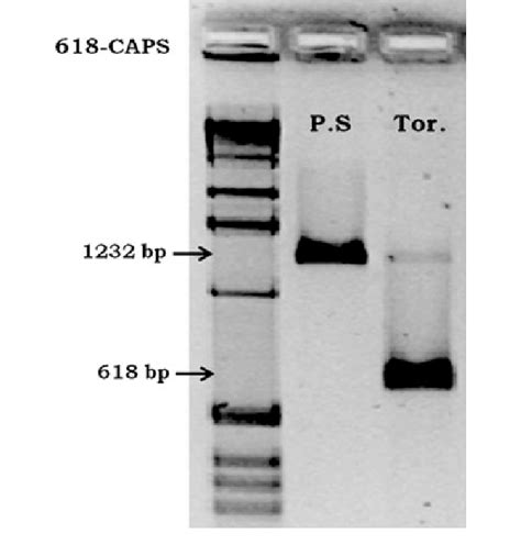 The Cleaved Amplified Polymorphic Sequence CAPS Marker 618 CAPS