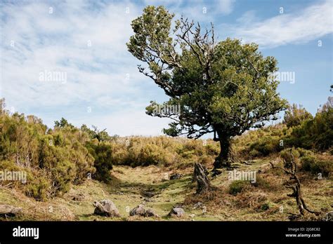 A Scenic View Of A Laurel Tree Growing In Fanal Forest Madeira Island