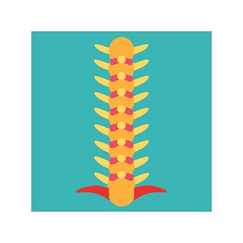 Premium Vector Human Spinal Structure Diagram