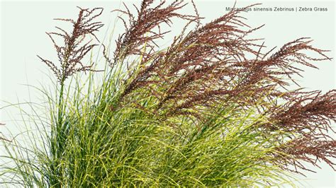 2d Miscanthus Sinensis Zebrinus Zebra Grass