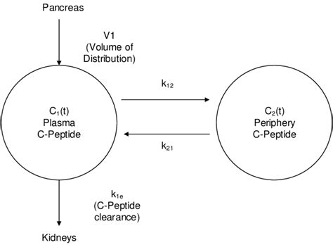 1 C Peptide Kinetic Compartmental Model Download Scientific Diagram