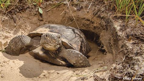 Gopher Tortoises Nwf Ranger Rick