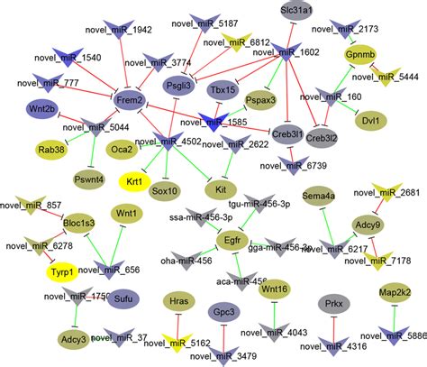 A Proposed Network Of Putative Interactions Between Mirnas And Mrnas In