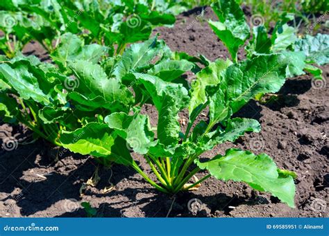 Beet Tops On The Background Soils Stock Image Image Of Greenness Grow