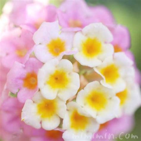 ランタナシチヘンゲ七変化の花の写真花言葉 みみみんブログ