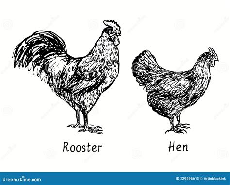 Rooster And Hen Side View Ink Black And White Doodle Drawing Stock