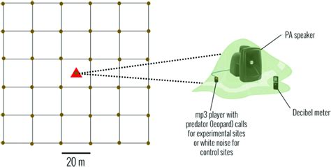 Fig S3 Schematic Representation Of The Predator Simulation Download Scientific Diagram