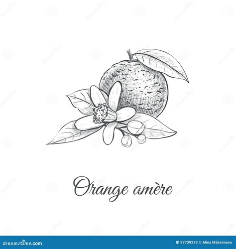 Ilustração Alaranjada Do Vetor Do Amere Laranja Amarga Ilustração do