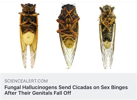 Fungus Causes Sex Cravings In Cicadas While It Eats Away At Their