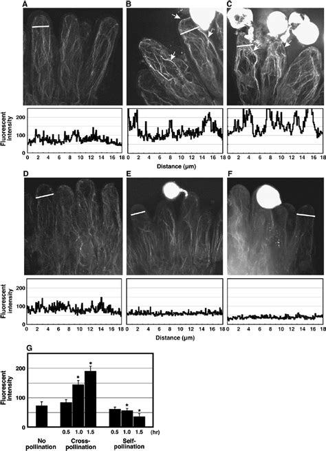 Cross Pollination Induces Actin Cytoskeleton Rearrangements Whereas